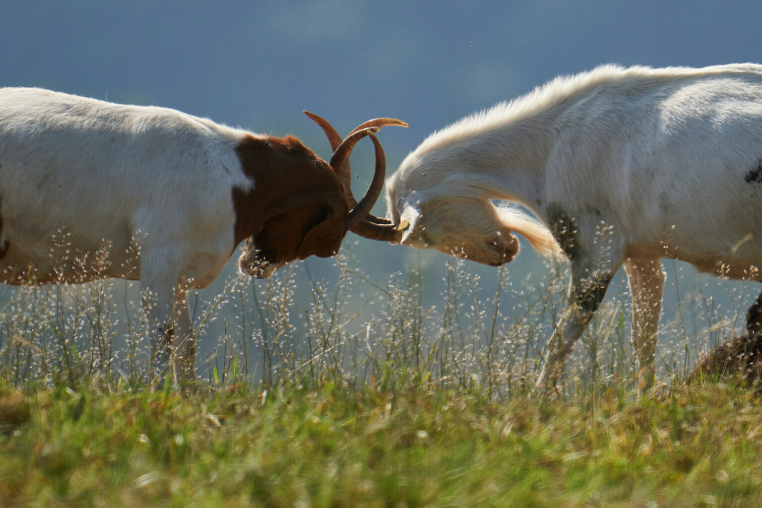 Goat Horns and Hierarchy - Goat Journal